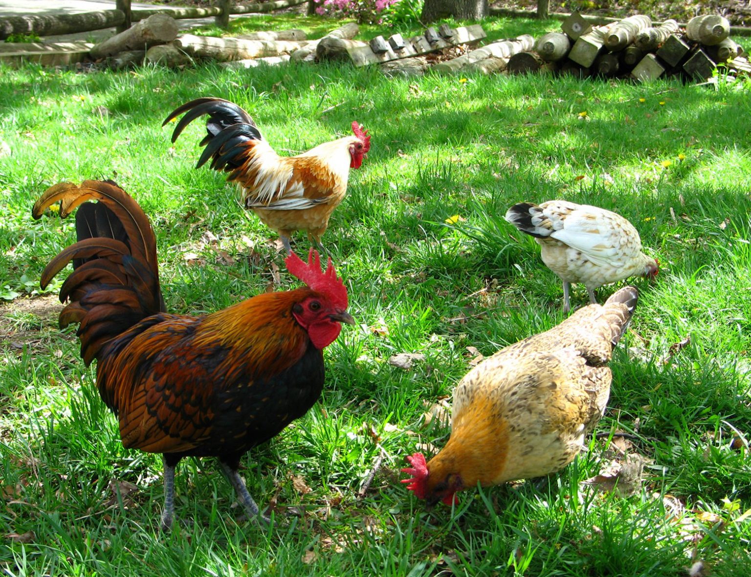 All About Nankin Bantams - Backyard Poultry